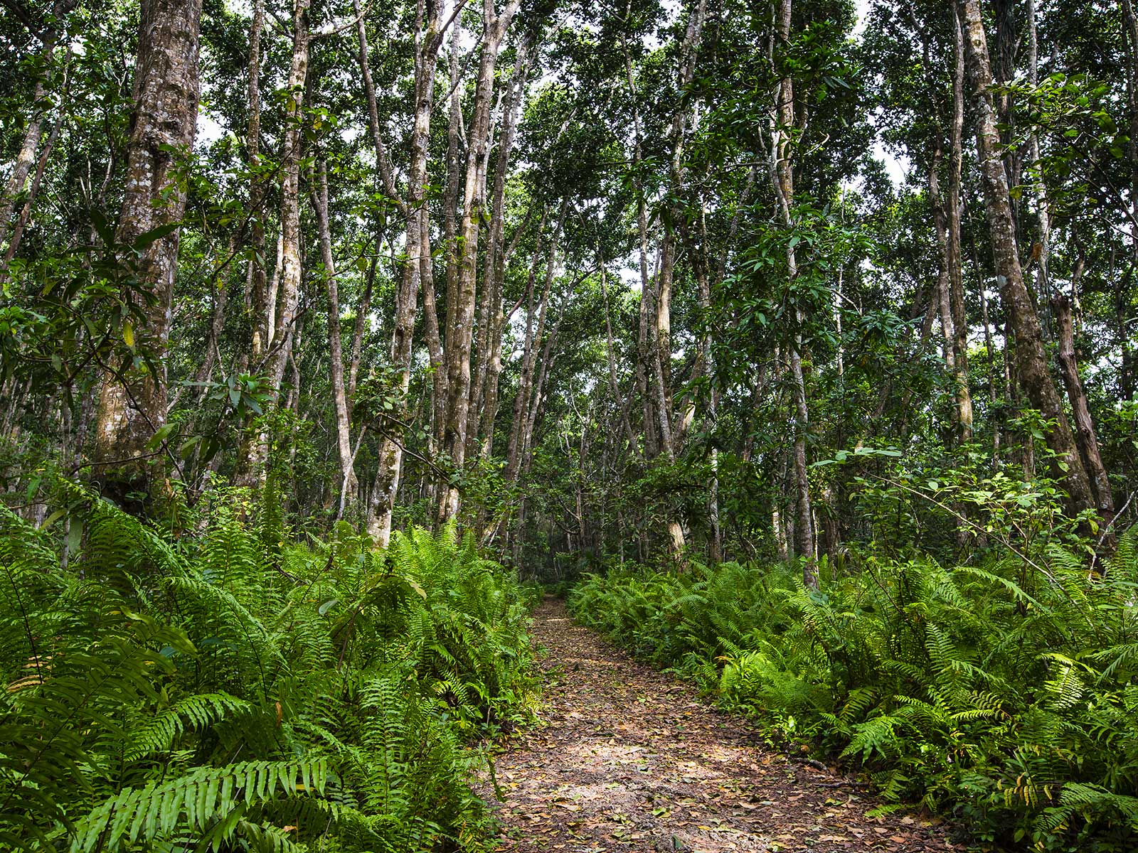 Jozani Forest – Zan Dreamland Tours